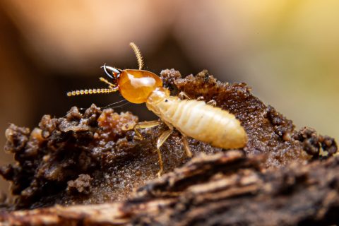 How to identify termite damage - ProPest Control