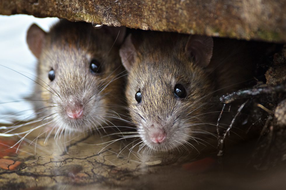 The top 5 ways to identify rodent damage in your house or business ...