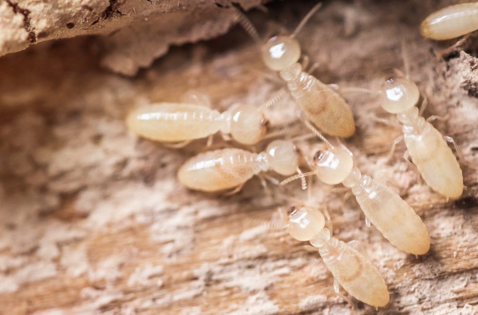 Identifying Termite Species - ProPest Control