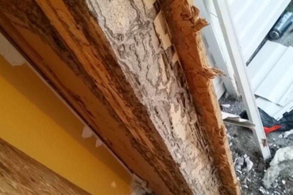 Why is Termite Barrier Treatment important for building structures ...